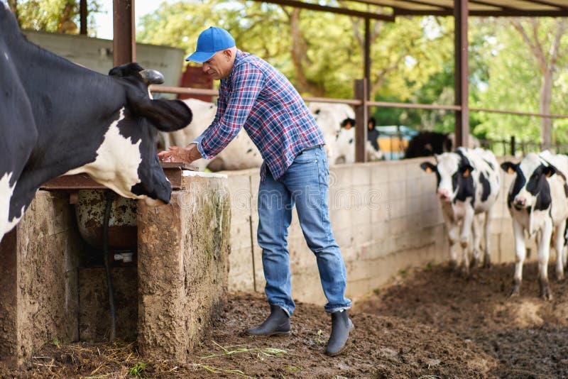 Farmer Cowboy at Cow Farm Ranch Stock Image - Image of cattle, animal ...