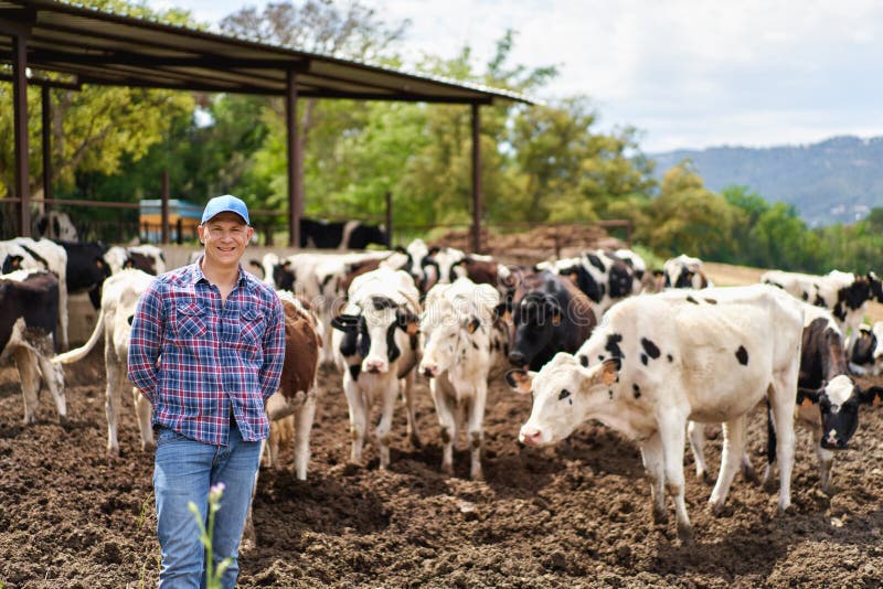 Farmer Cowboy at Cow Farm Ranch Stock Photo - Image of farmland ...