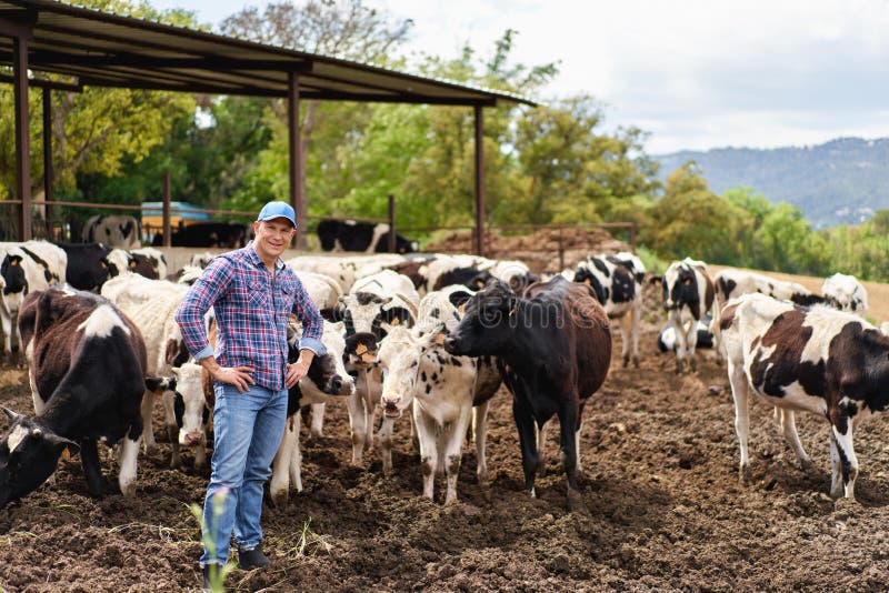 Farmer Cowboy at Cow Farm Ranch Stock Photo - Image of herd, animals ...