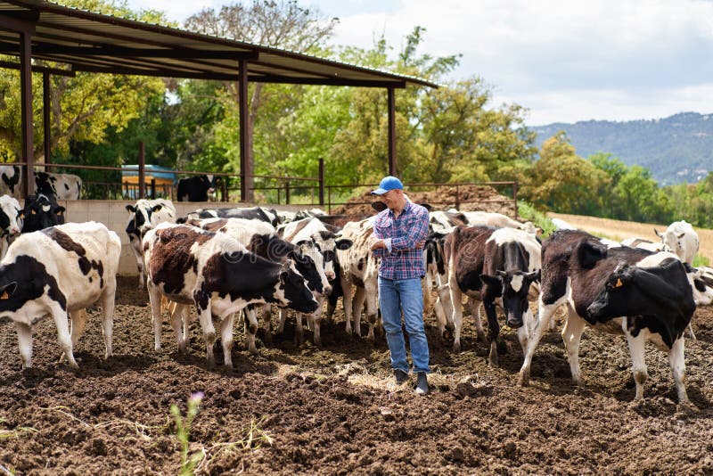 Farmer Cowboy at Cow Farm Ranch Stock Image - Image of farmer, meat ...