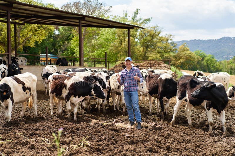 Farmer Cowboy at Cow Farm Ranch Stock Photo - Image of barn, person ...