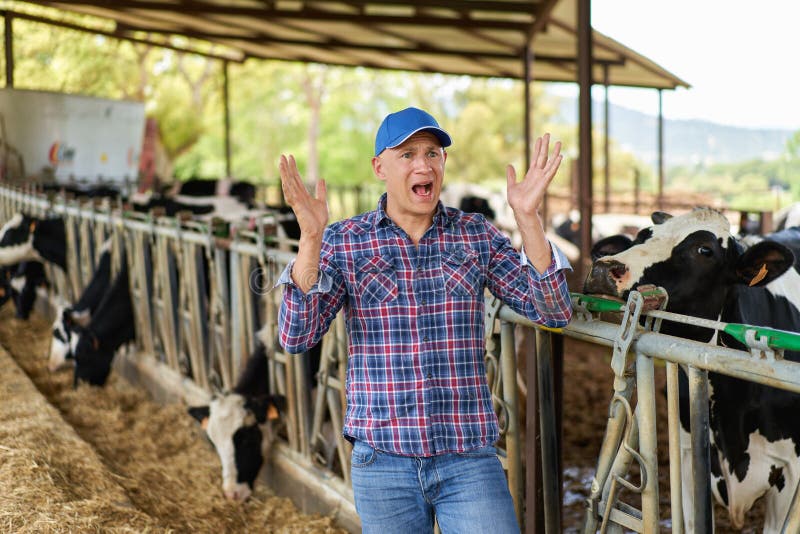 Farmer Cowboy at Cow Farm Ranch Stock Photo - Image of meat, barn ...