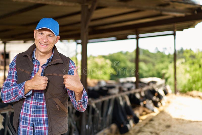 Farmer Cowboy at Cow Farm Ranch Stock Photo - Image of care, cattle ...