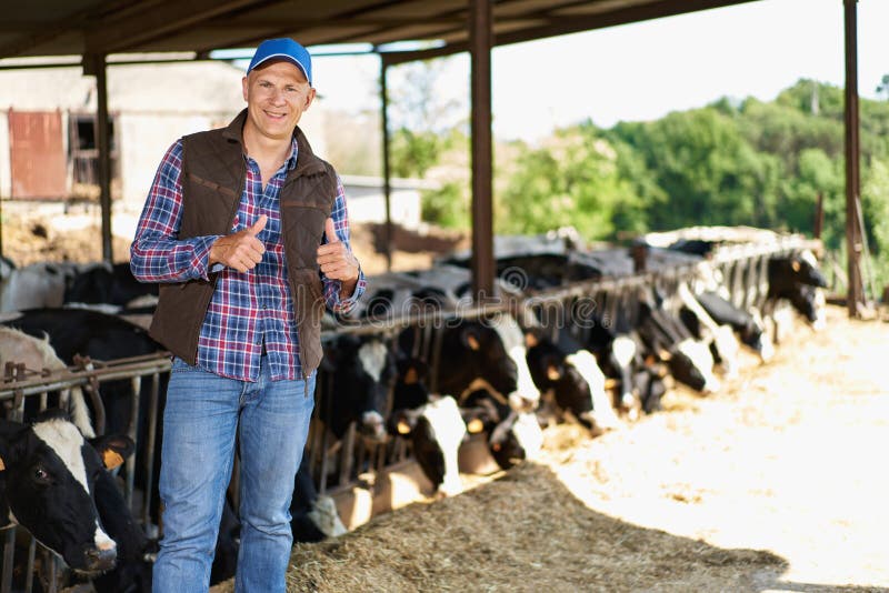 Farmer Cowboy at Cow Farm Ranch Stock Image - Image of dairy, work ...