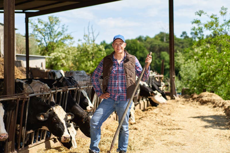 Farmer Cowboy at Cow Farm Ranch Stock Image - Image of bars, care ...