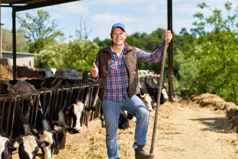 Farmer Cowboy at Cow Farm Ranch Stock Photo - Image of farm, profession ...