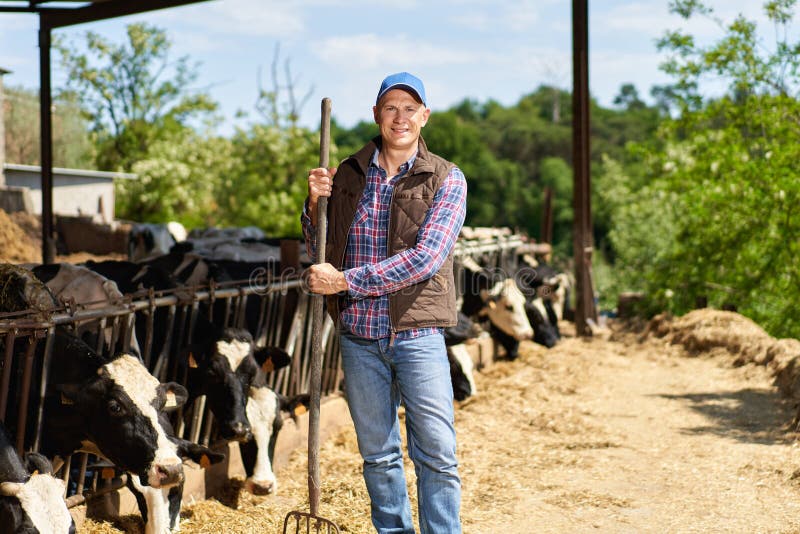 Farmer Cowboy at Cow Farm Ranch Stock Photo - Image of beef, time ...