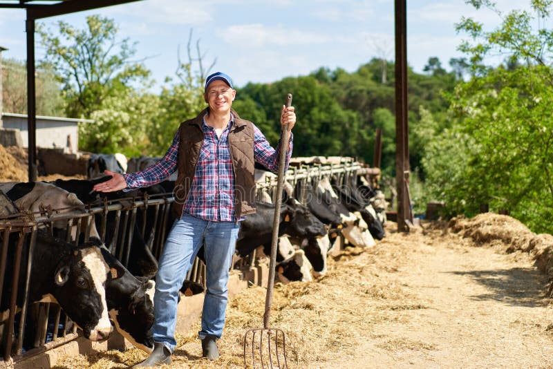 Farmer Cowboy at Cow Farm Ranch Stock Image - Image of barn, nursery ...