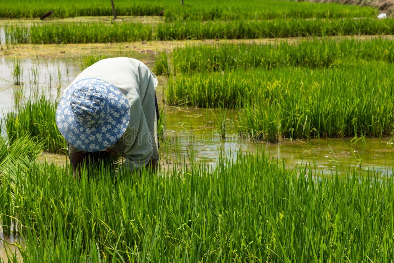Farmer Cultivate Rice in Field Stock Image - Image of plant, grass ...