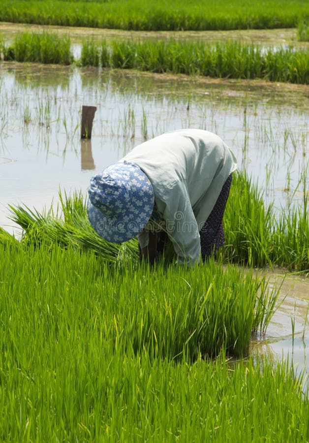 Farmer Cultivate Rice in Field Vertical Stock Image - Image of ...