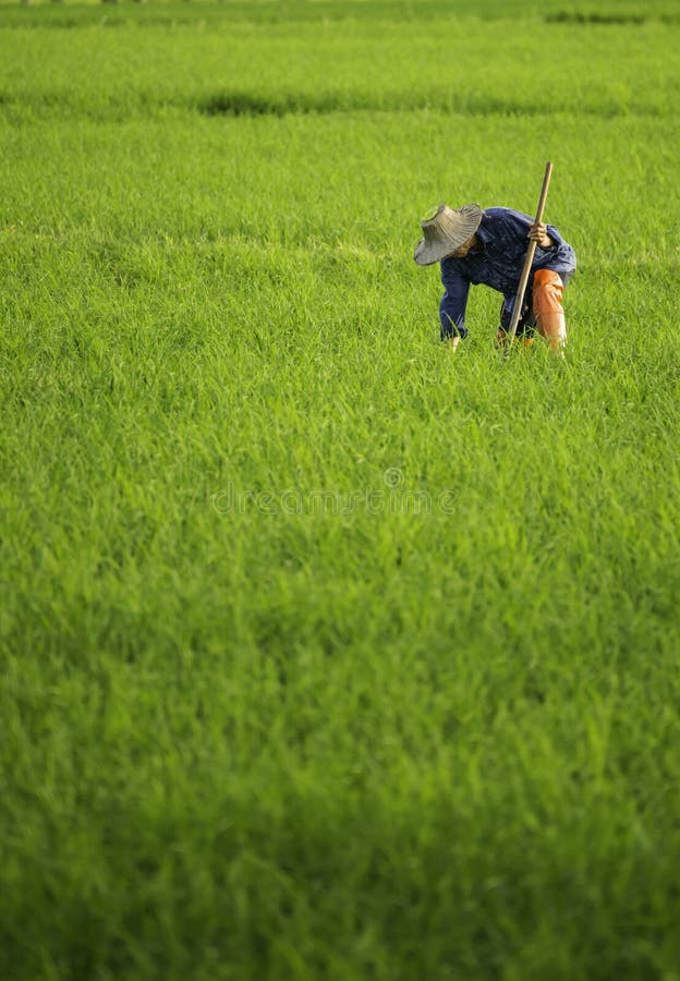 Farmer Working in the Rice Field Stock Image - Image of field, grow ...
