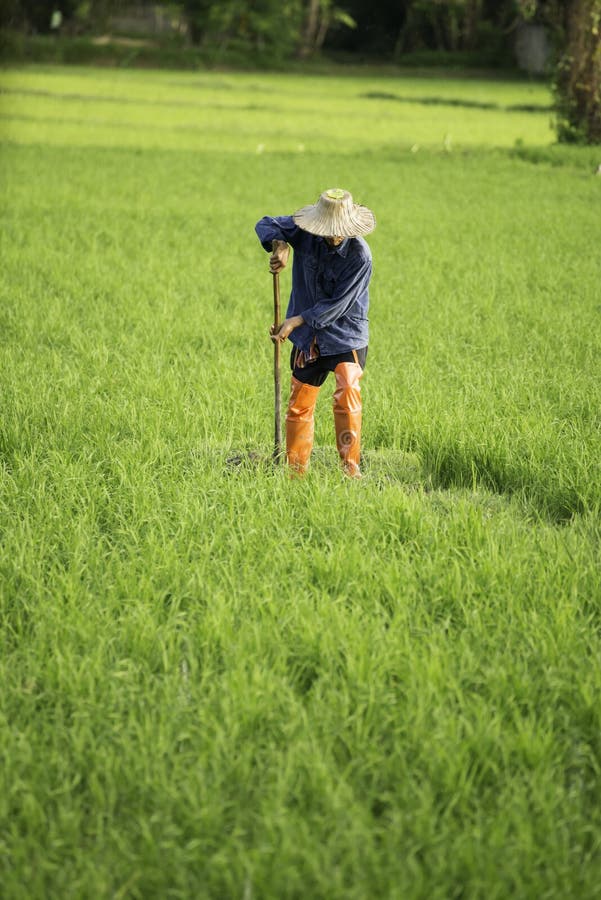 Farmer in the Cultivated Land Stock Photo - Image of spud, agriculture ...