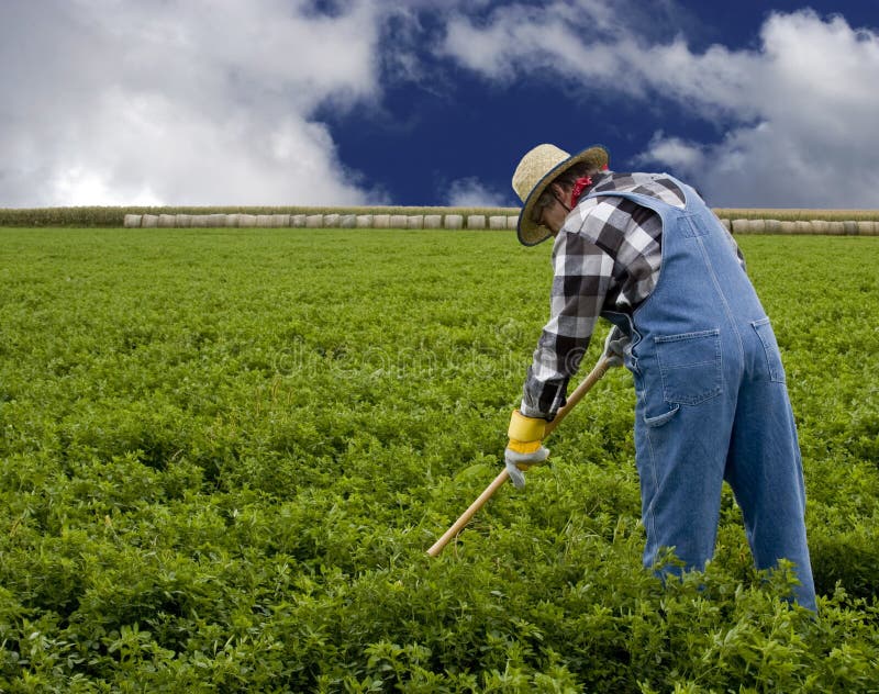 Farmer cultivating stock image. Image of pasture, agriculture - 16142345
