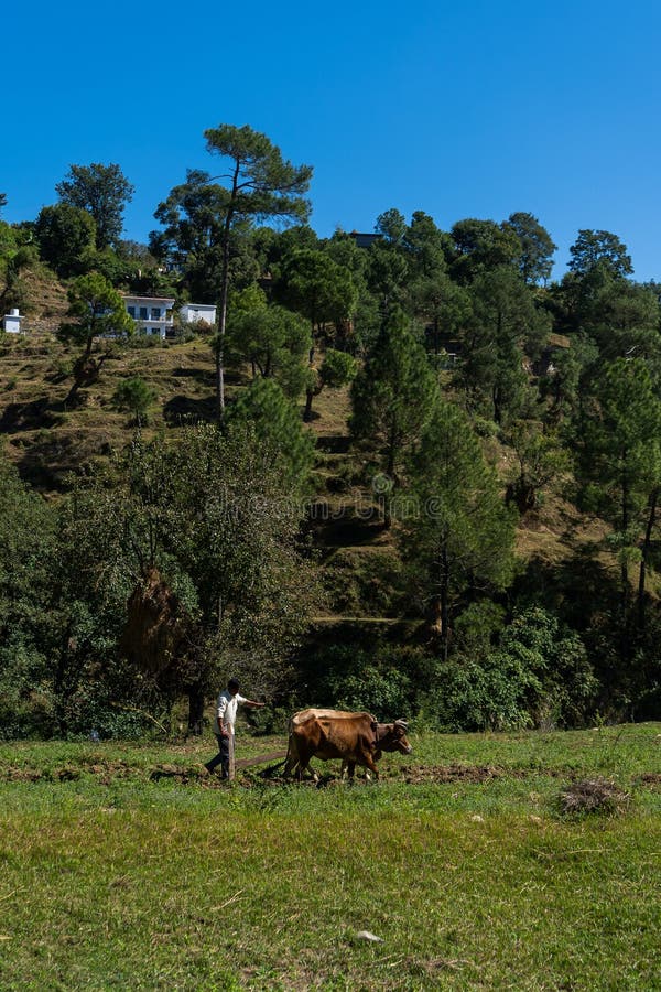 Farmer Cultivating a Farm with the Help of Cows Editorial Photography ...