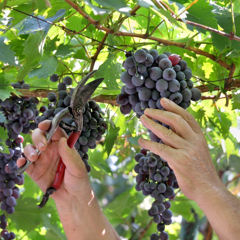 Farmer cut grape stock photo. Image of farm, farming - 100411908