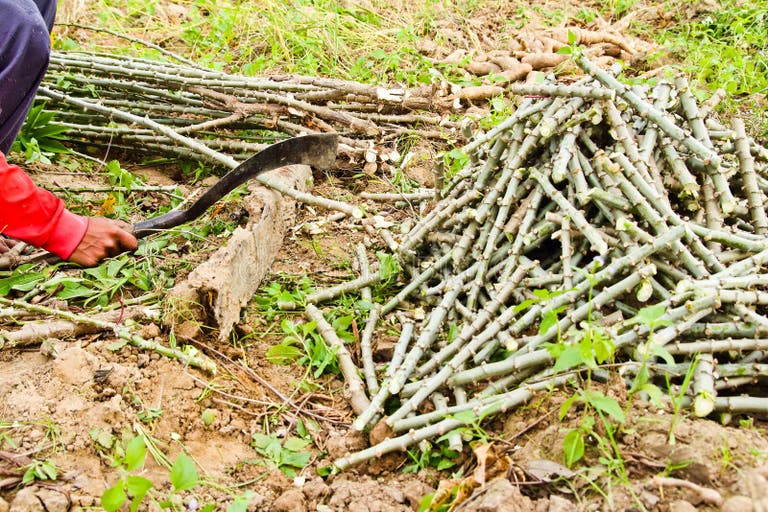 The Farmer Cutting Cassava Tree Stock Image - Image of agriculture ...