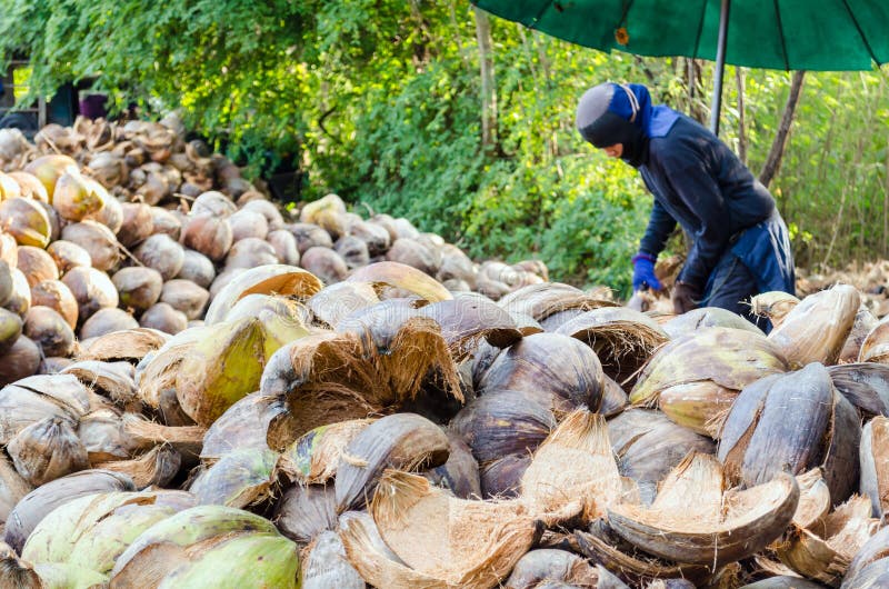 Farmer Cutting Coconut Shell Stock Image - Image of harvest, farm: 51502829