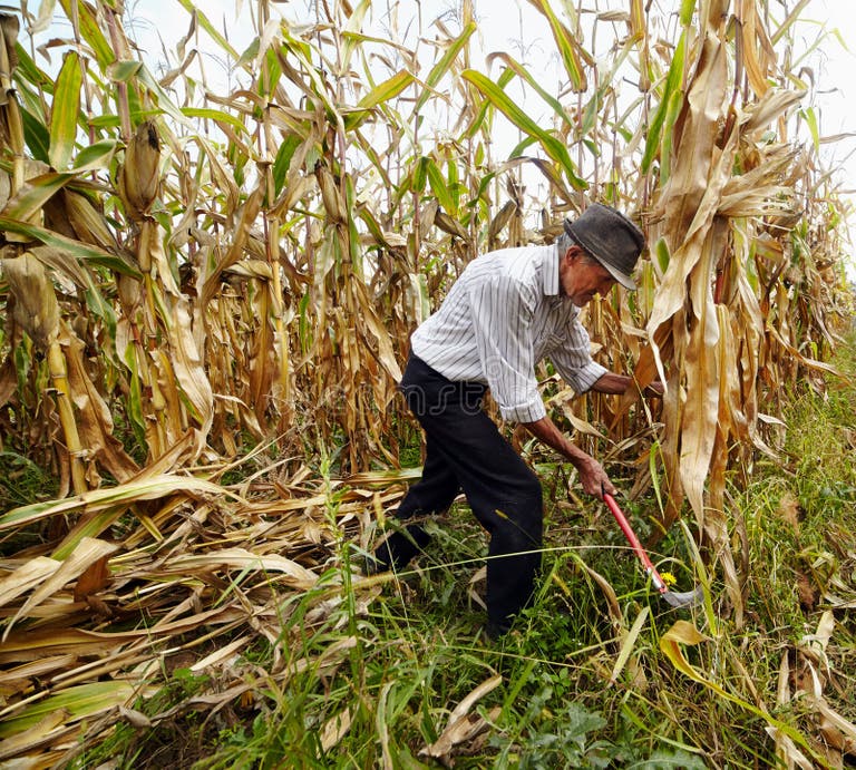 Farmer Cutting the Corn with the Reaping Hook Stock Photo - Image of ...