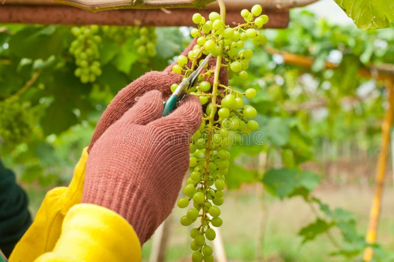 Farmer Cutting Grapes stock photo. Image of dirty, latino - 21360968