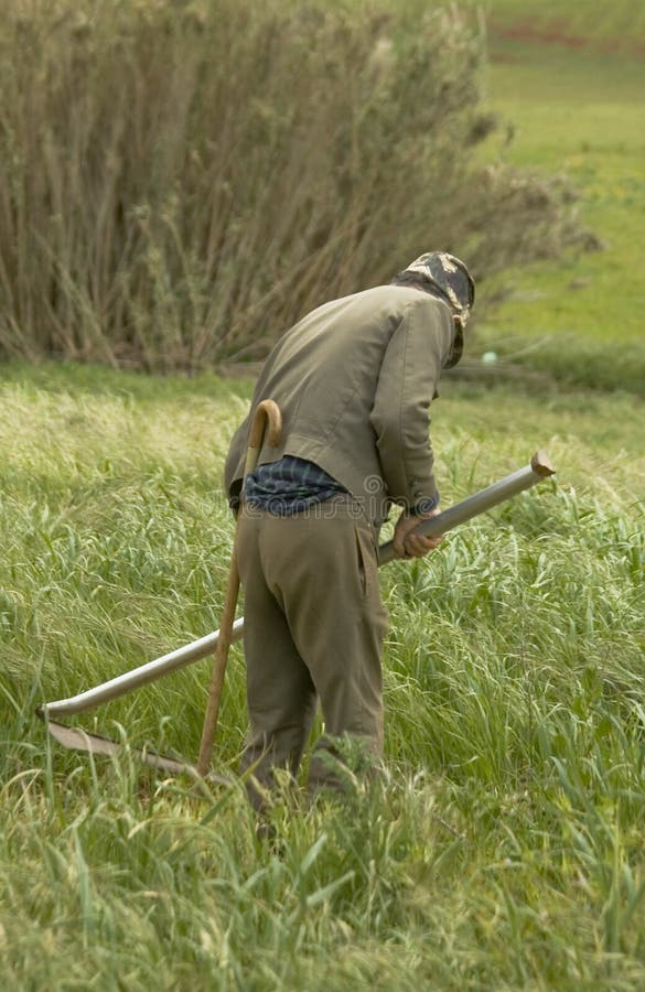 Farmer cutting the grass stock photo. Image of field, land - 2243632