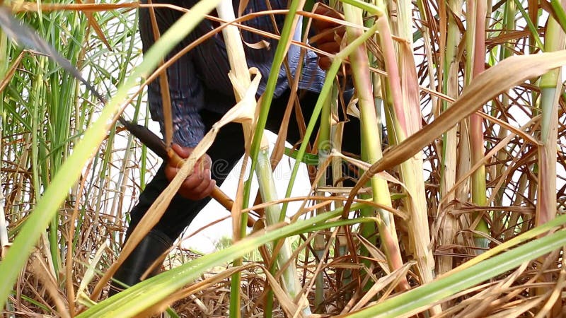 Farmer Cutting Grass from Sickle. Stock Video - Video of nature, farm ...
