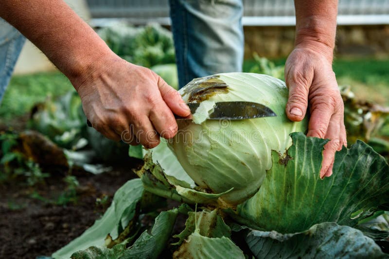 Farmer Cutting Head of Cabbage with a Knife. Cabbage Harvesting Concept ...
