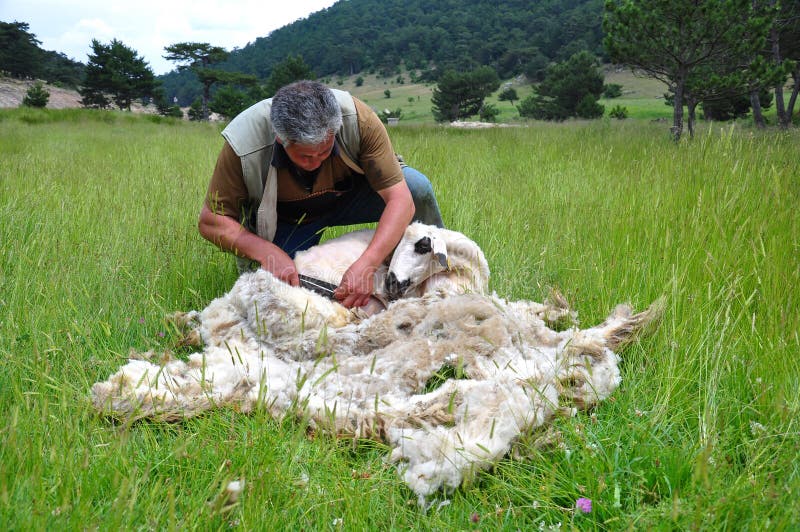 A Farmer Cutting His Animal S Fur Stock Photo - Image of animal, fleece ...