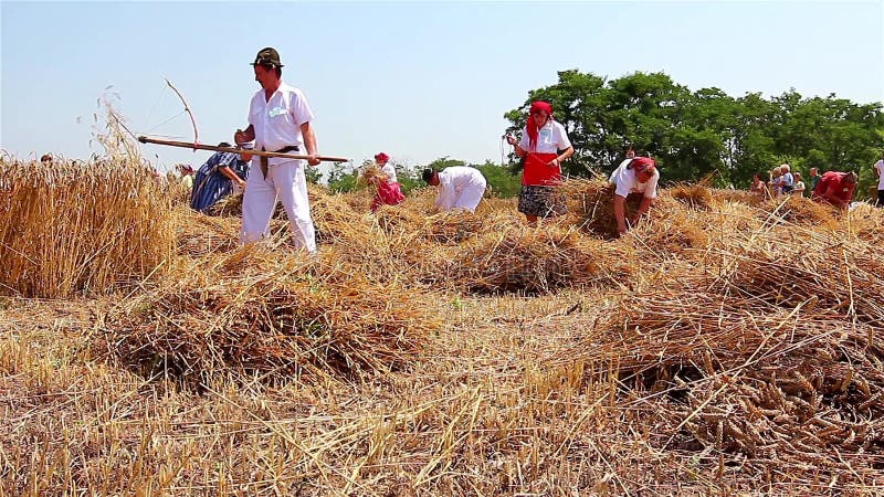 Farmer is cutting wheat. stock video. Video of harvesting - 105551199