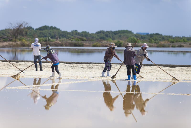 Farmer dig the salt sheet. stock image. Image of food - 80766497