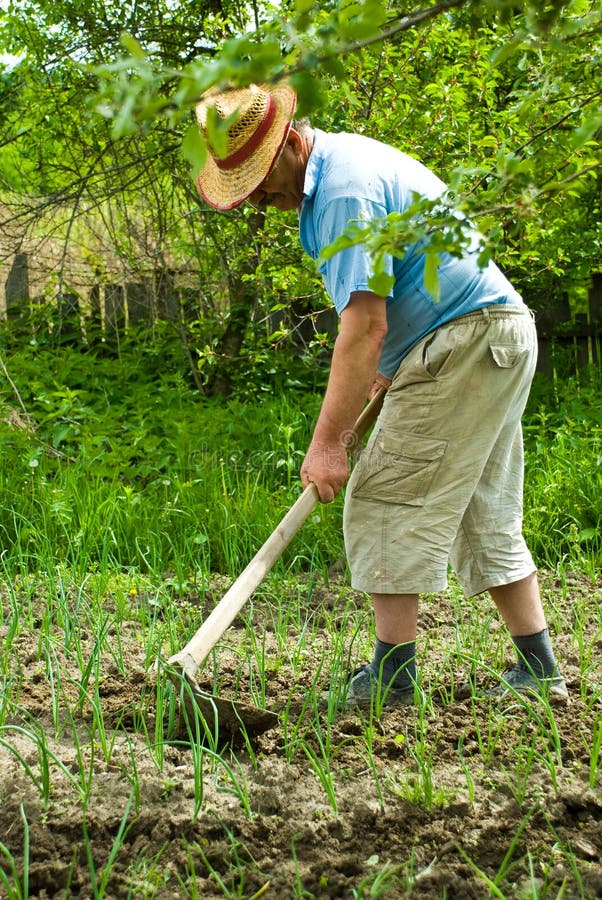 Farmer Digging Cultivated Onion Stock Photo - Image of earth, digging ...