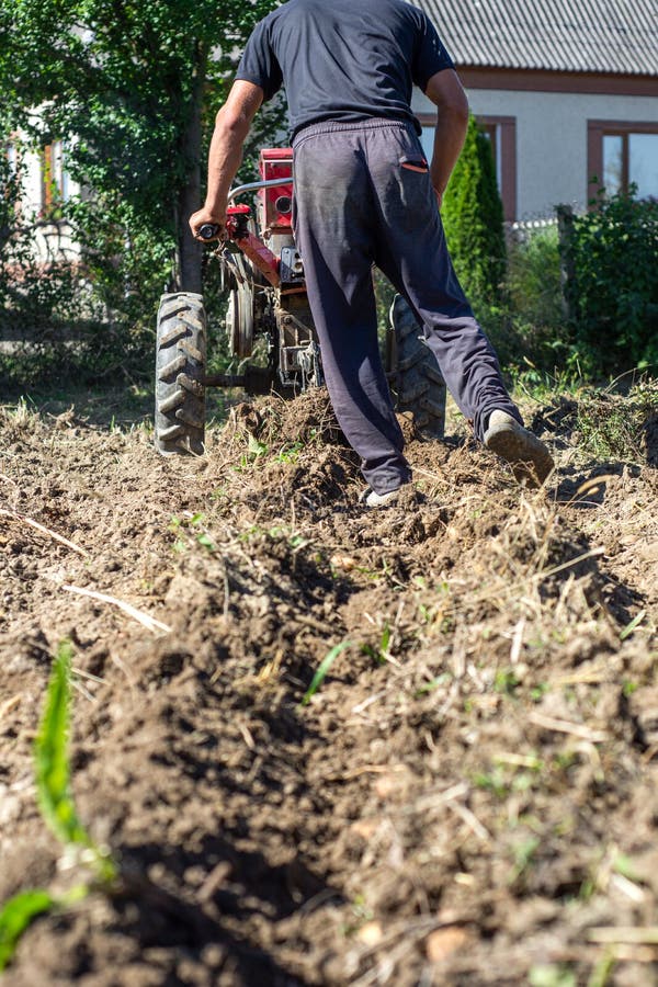 Farmer Digging Potatoes with a Hand Tractor Stock Image - Image of ...