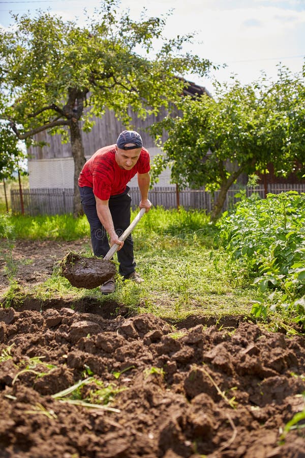 Old Farmer Digging in the Garden Stock Photo - Image of shovel, nature ...