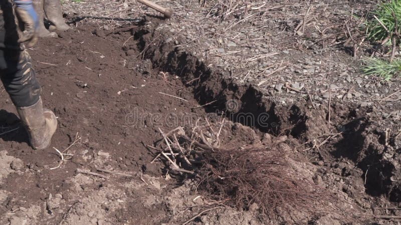 Farmer Digging the Soil and Pulling Up Vine Plants. HD Video. Stock ...