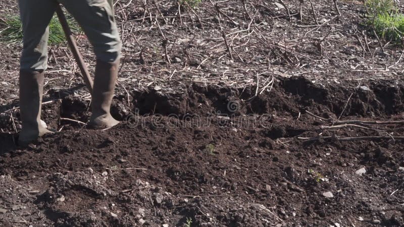 Farmer Digging the Soil and Pulling Up Vine Plants. HD Video. Stock ...