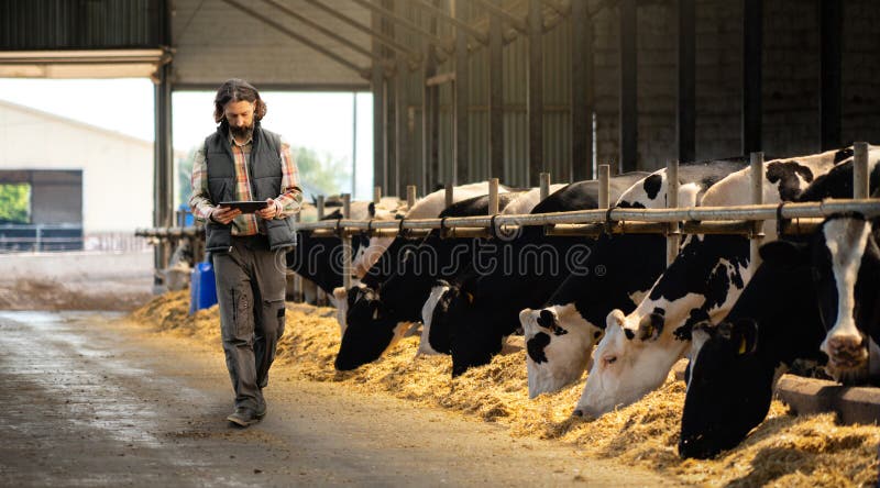 Farmer with a Digital Tablet in a Cow Farm. Stock Image - Image of farm ...
