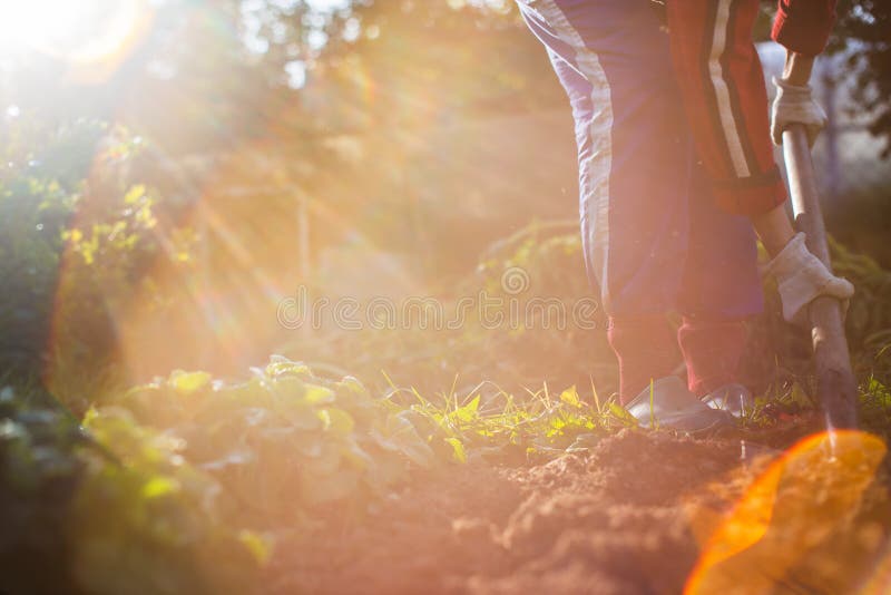 The Farmer Digs the Soil in the Vegetable Garden. Preparing the Soil ... The Farmer Digs the Soil in the Vegetable Garden. Preparing the Soil ...