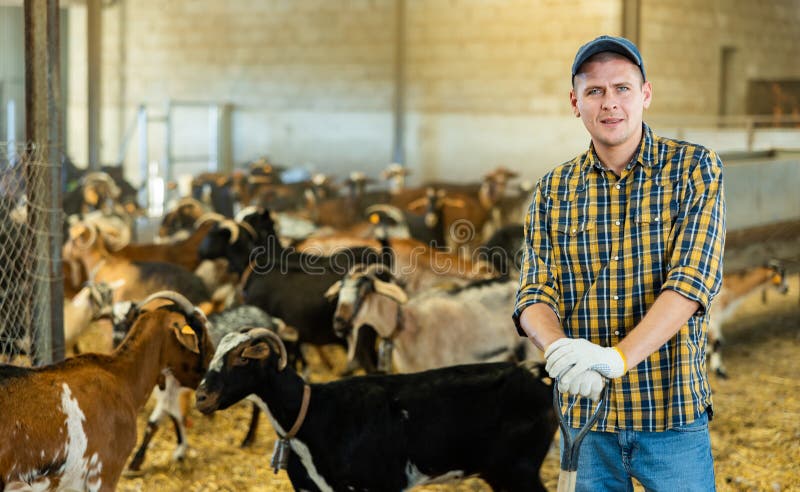 Farmer Does the Cleaning in Goat Shed Stock Photo - Image of adult ...