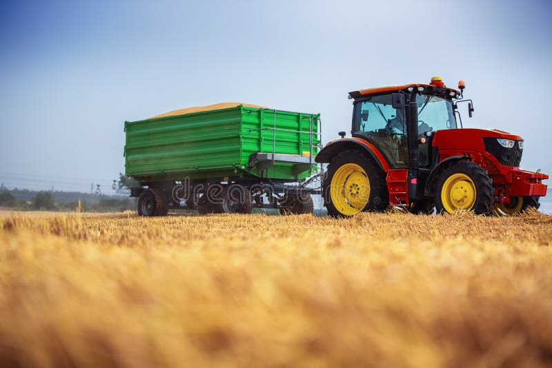 Farmer Driving Agricultural Tractor and Trailer Full of Grain Stock ...
