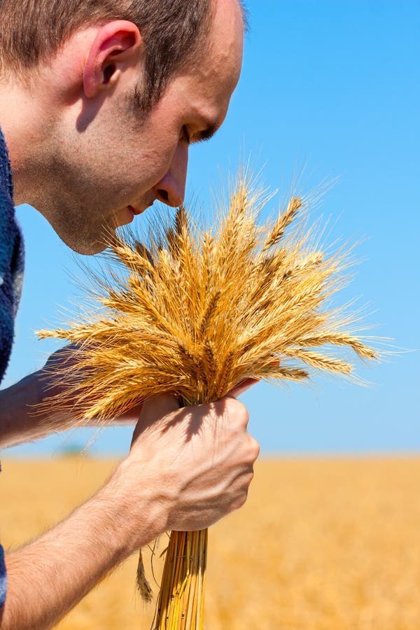 Farmer with ears stock photo. Image of outdoors, looking - 20350400