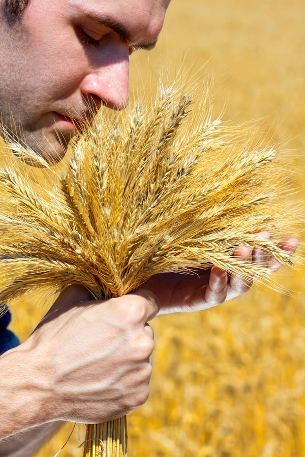 Farmer with ears stock photo. Image of outdoors, looking - 20350436