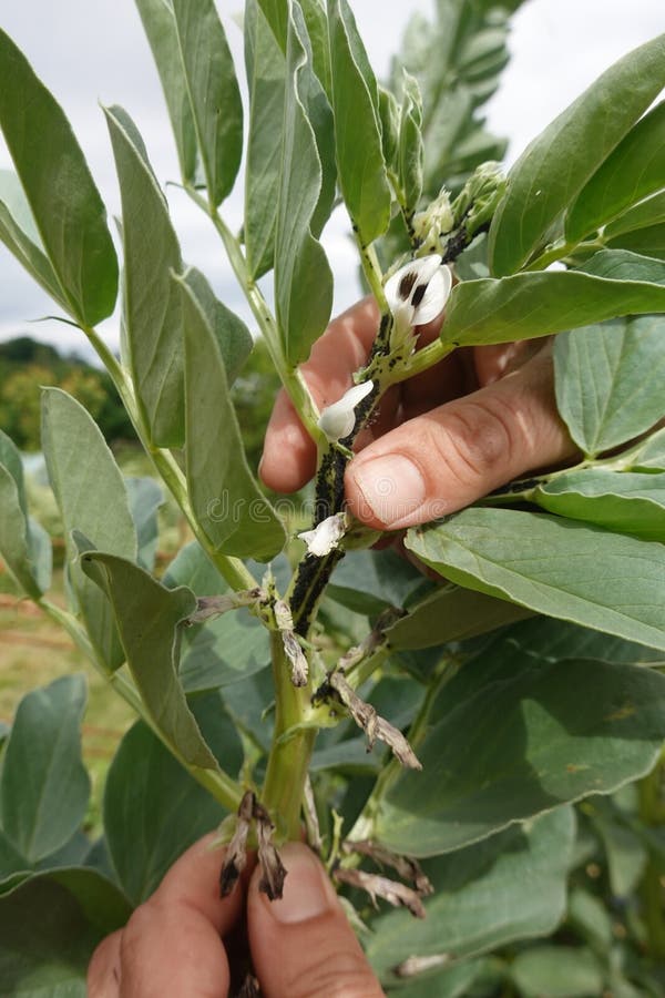 Farmer Examining Black Bean Aphids Infestation on Broad Bean Plant Stock Image - Image of farm ...