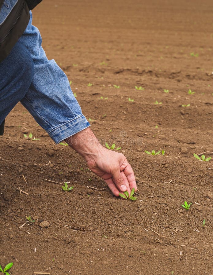 Farmer Examining Crop Seedling in Early Spring Field Stock Image ...