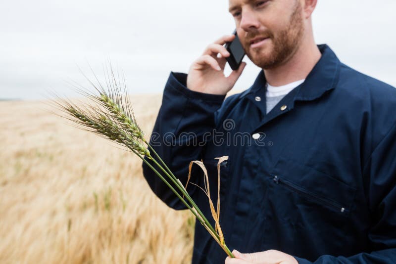 Farmer Talking on Mobile Phone in the Field Stock Image - Image of crop ...