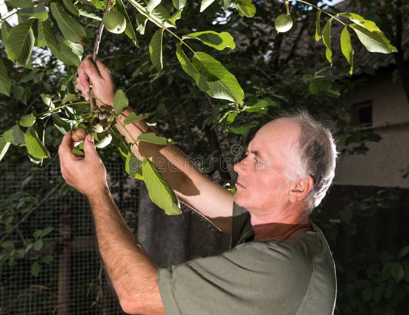 Farmer Examining Fresh Walnut Stock Photo - Image of nature, farmer ...