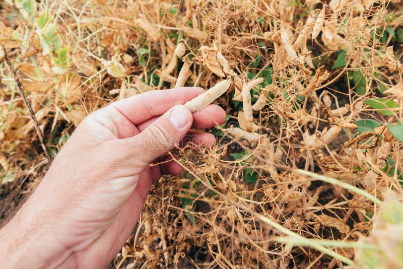 Farmer Examining Green Pea Pod, Close Up of Hand Pov Image Stock Image ...