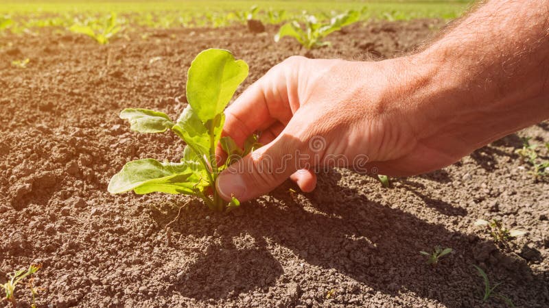 Farmer Examining Sugar Beet Root Crop Seedling in Field, Closeup of ...