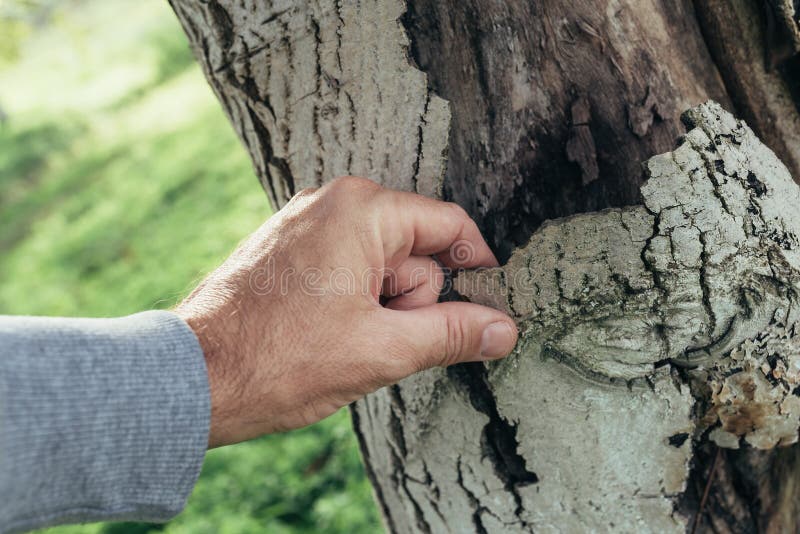 Farmer Examining Walnut Fruit Tree Trunk Crust in Organic Orchard Stock ...