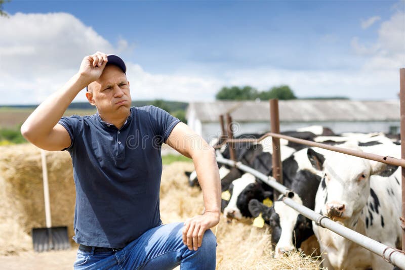Farmer at Farm with Dairy Cow Stock Photo - Image of nature, labor ...