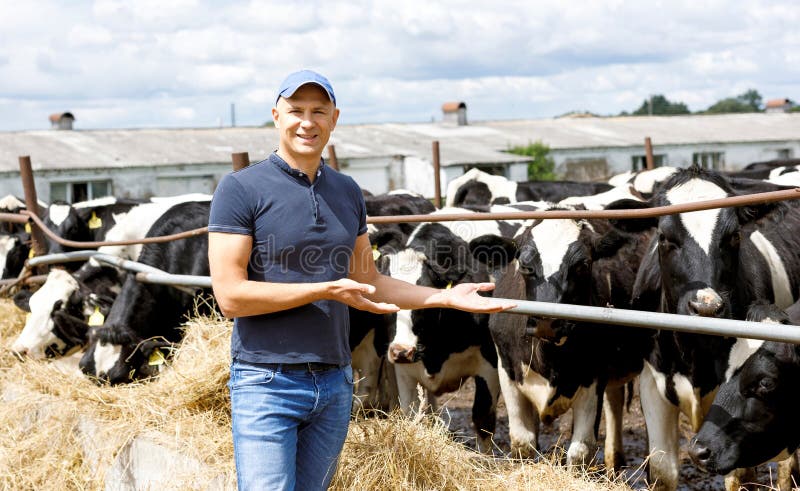 Farmer at Farm with Dairy Cow Stock Image - Image of industry, animals ...