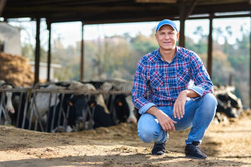 Farmer at Farm with Dairy Cow Stock Image - Image of industry, farmland ...